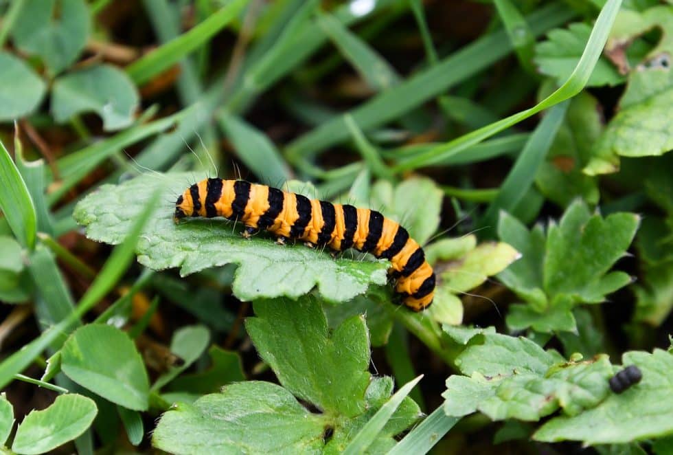 Raupen bestimmen: Anleitung und Vorgehensweise